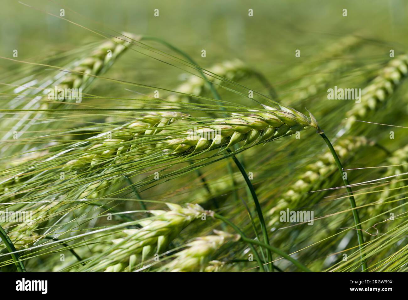 rye field with green unripe rye spikelets, summer season rye plants in ...