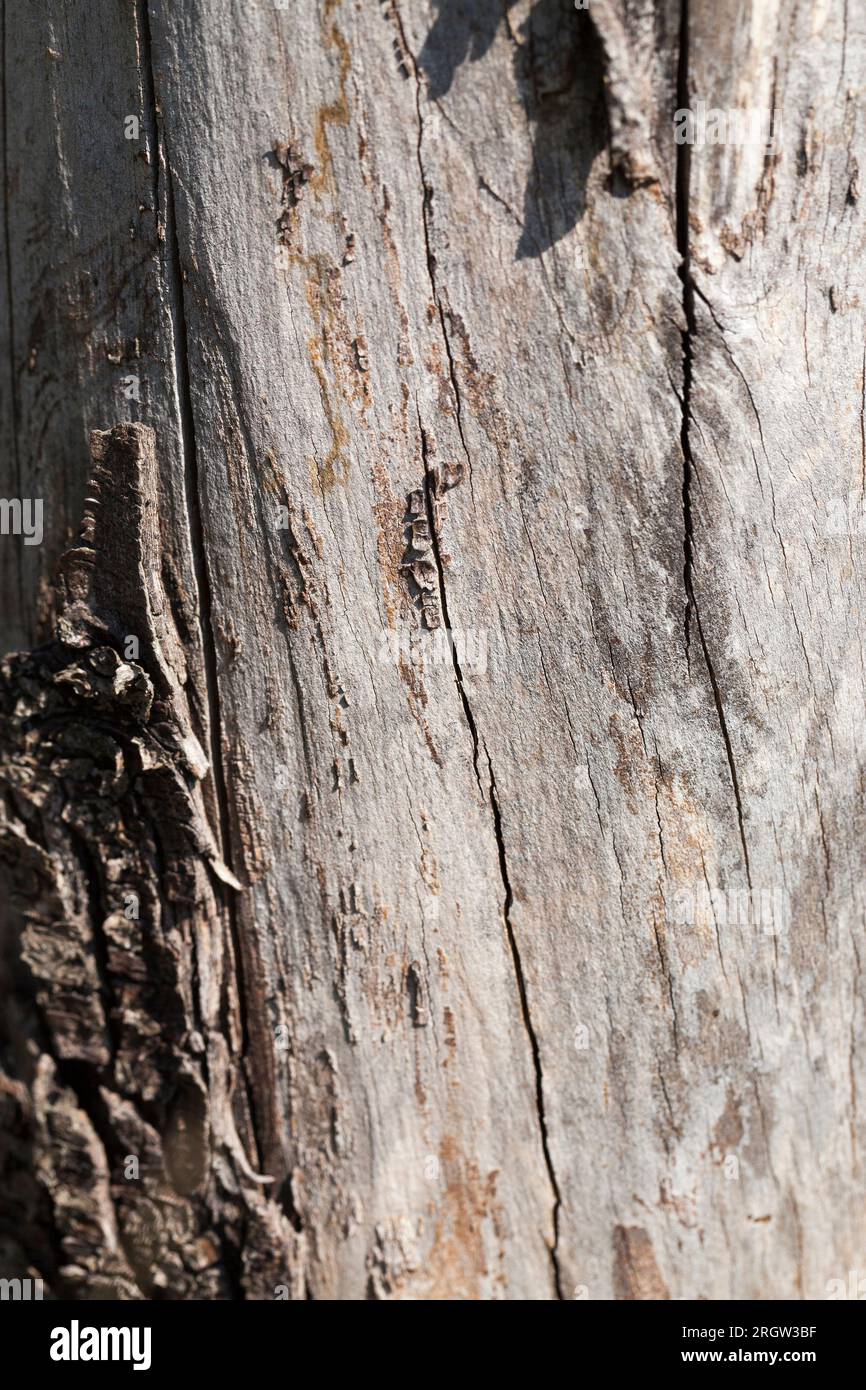 wood surface with its structure, details and features of wood Stock ...