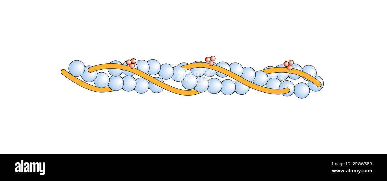 Actin Filaments Histology