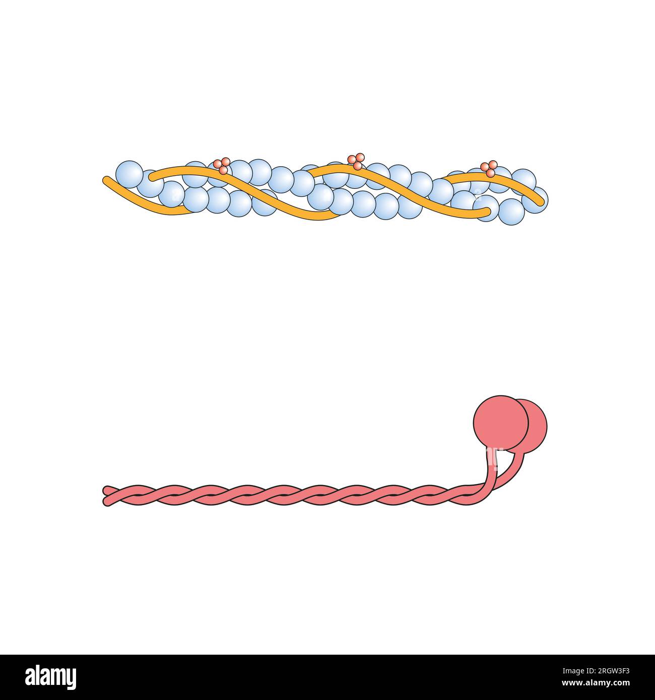Actin and myosin filaments structure, illustration Stock Photo - Alamy