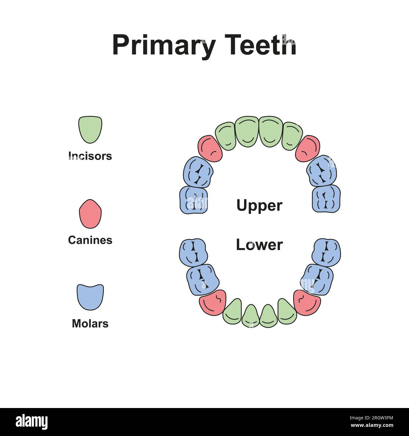 Primary Tooth Numbering Chart