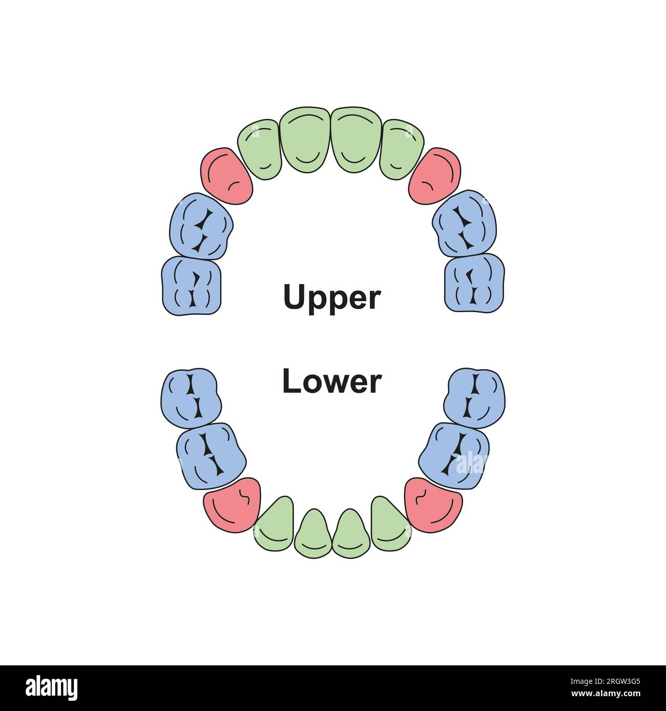 Primary teeth, illustration Stock Photo - Alamy