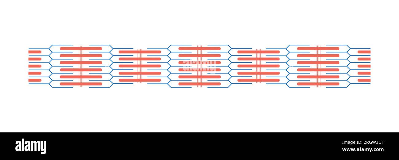 Sarcomere structure, illustration Stock Photo - Alamy Sarcomere structure, illustration Stock Photo - Alamy