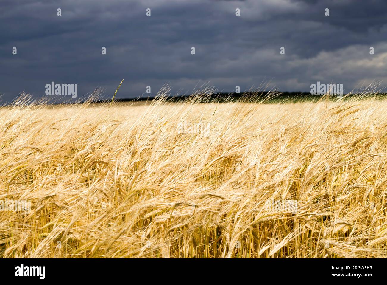 agricultural field where green rye grows, agriculture for obtaining ...