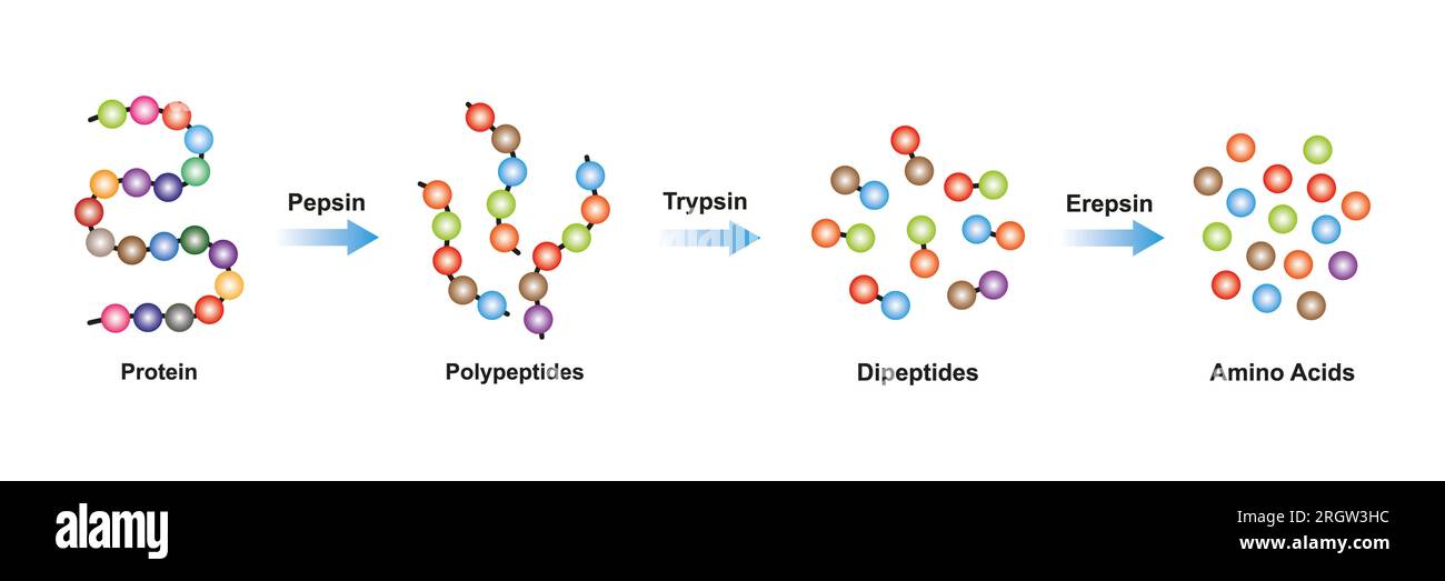 Enzymes Breaking Down Protein Illustration Of The Enzymes Pepsin Trypsin And Erepsin Breaking