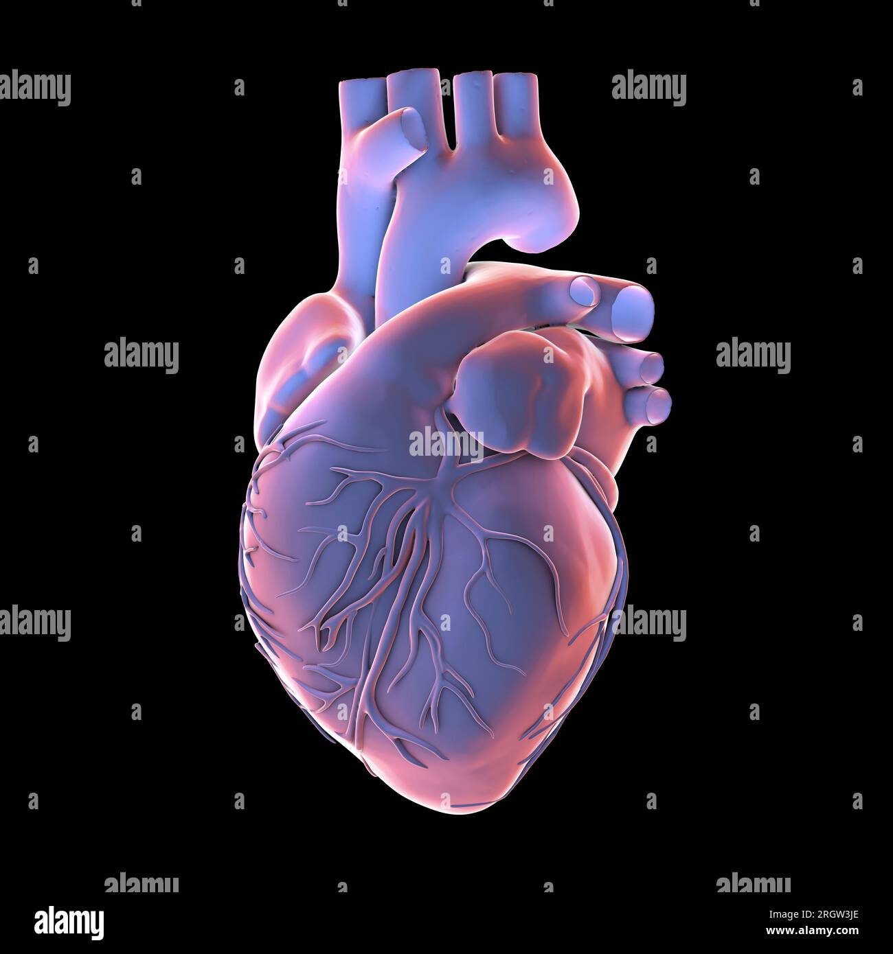 3d human body and heart anatomy hi-res stock photography and images - Alamy