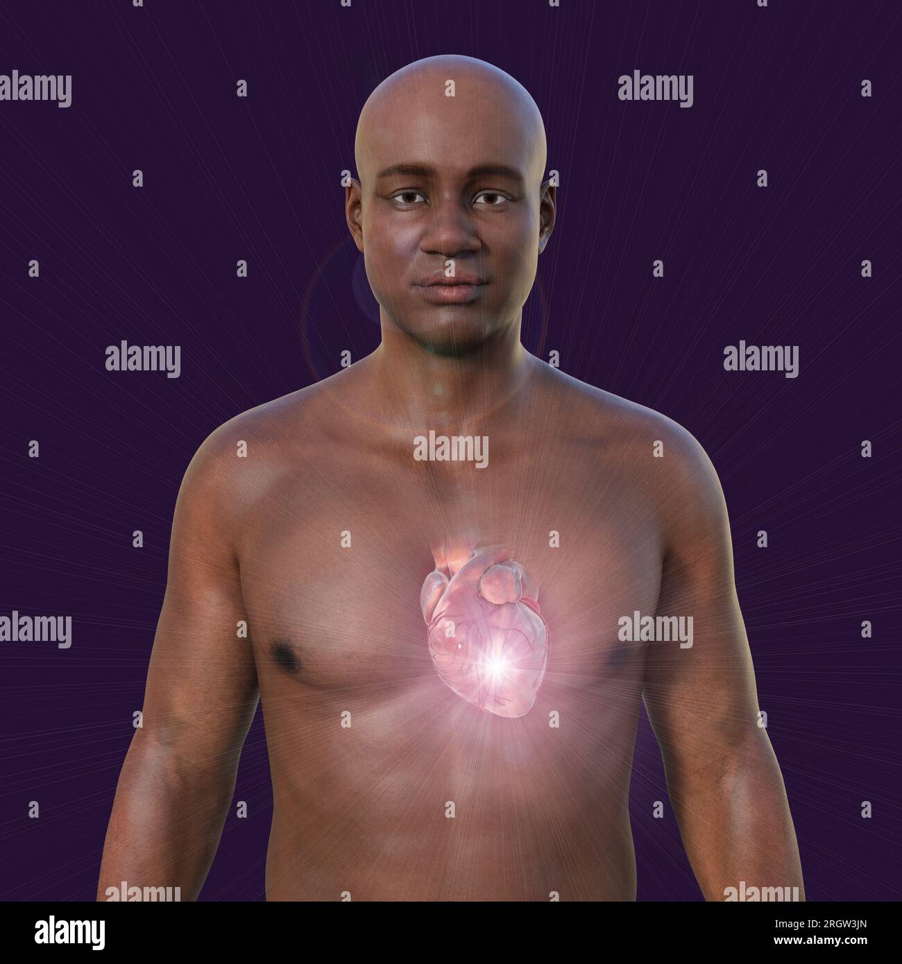 Heart anatomy organs hi-res stock photography and images - Alamy