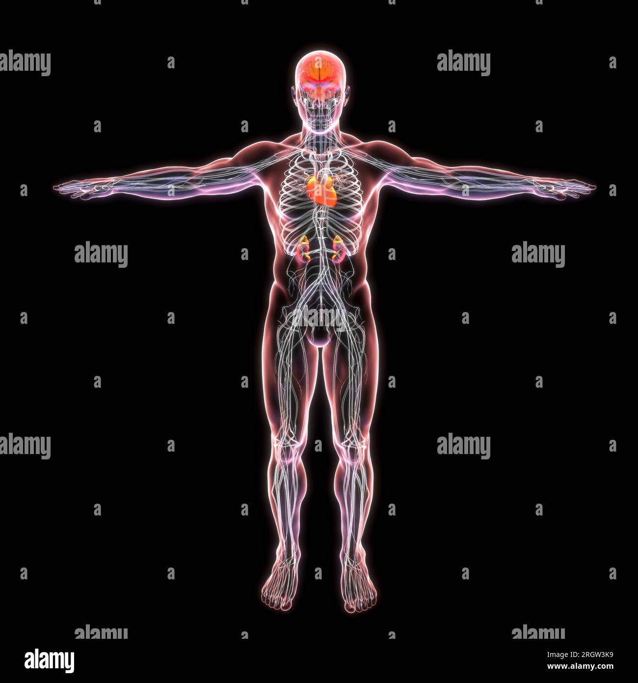 Transparent male body, illustration Stock Photo - Alamy