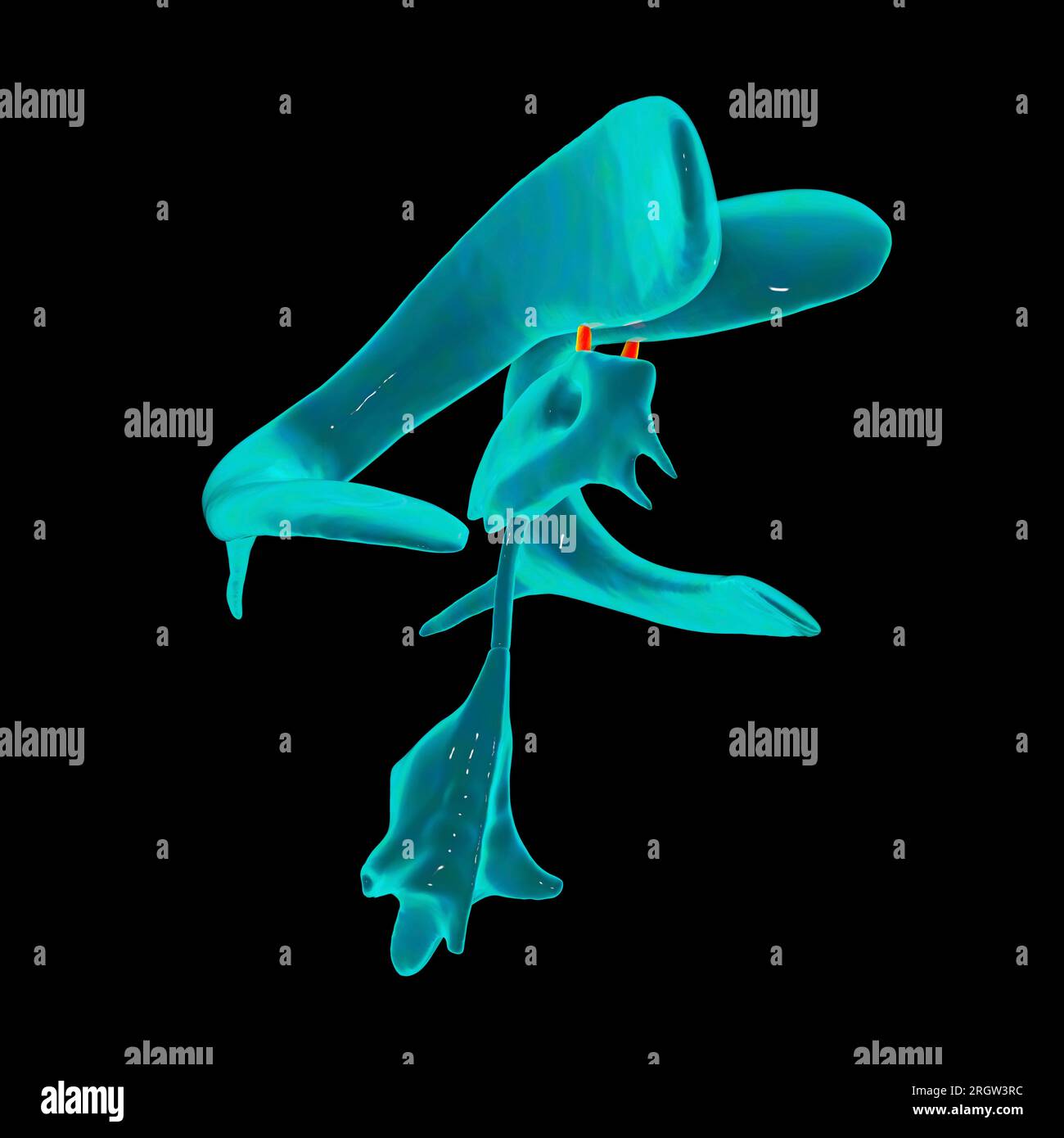 Interventricular foramen, illustration Stock Photo - Alamy