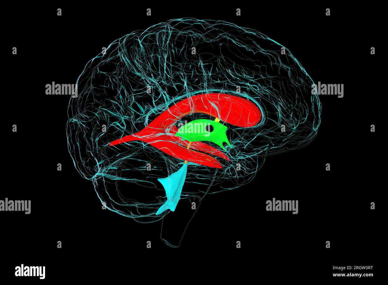 Ventricular system of the brain, illustration Stock Photo - Alamy