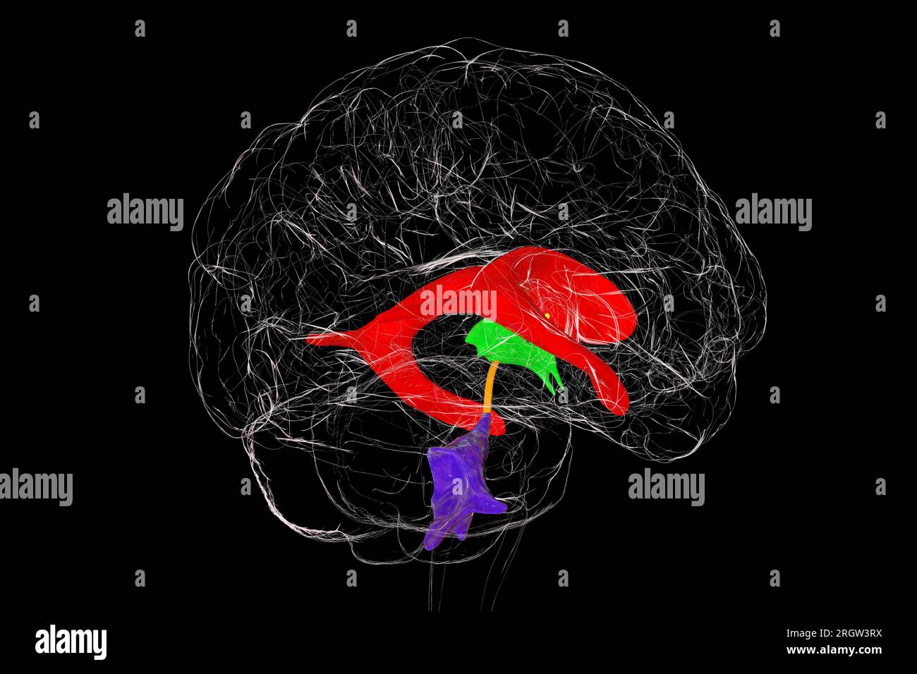 Ventricular system of the brain, illustration Stock Photo - Alamy