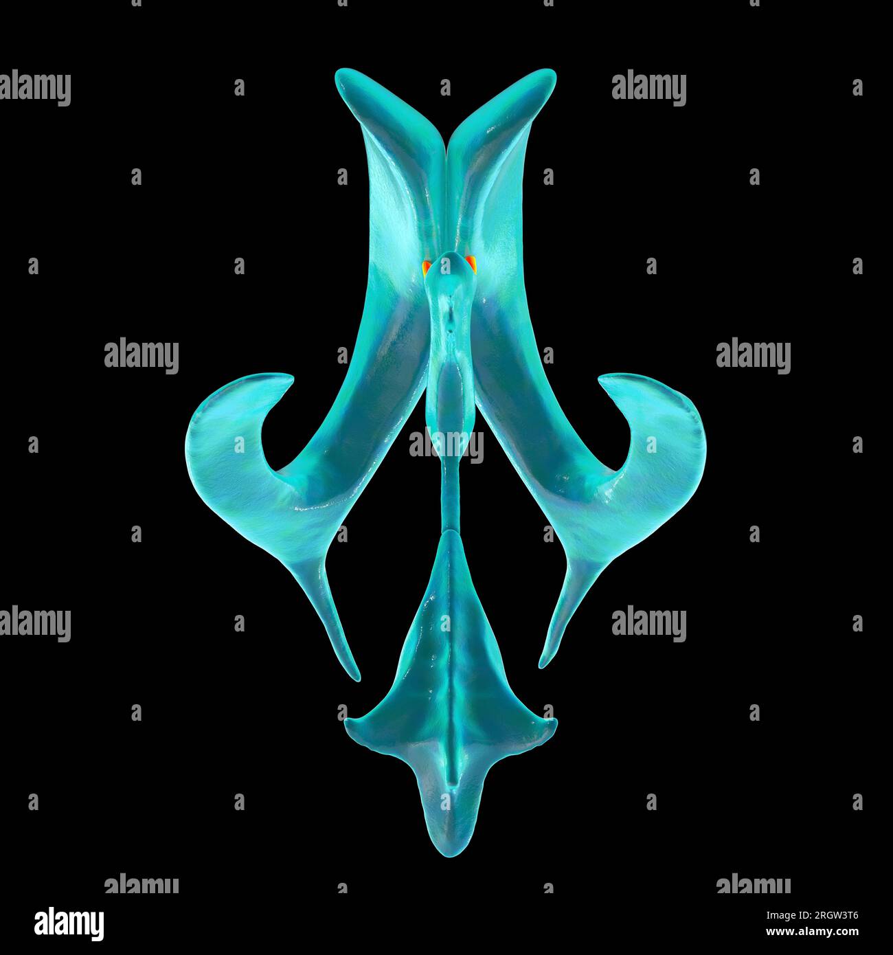 Interventricular foramen, illustration Stock Photo - Alamy