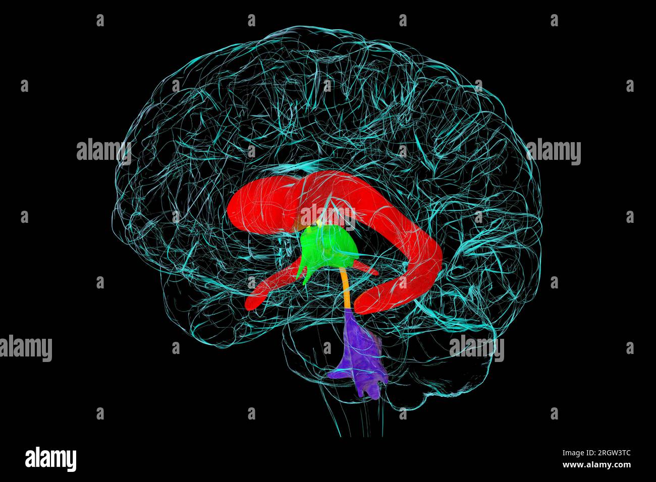 Ventricular system of the brain, illustration Stock Photo - Alamy