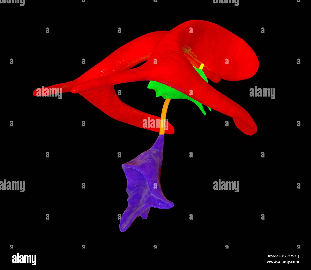 Ventricular system of the brain, illustration Stock Photo - Alamy