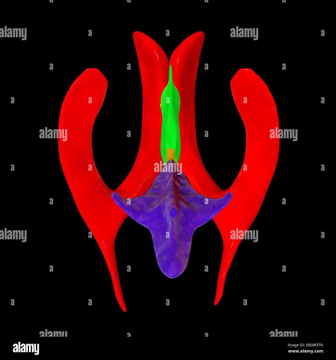 Brain interventricular foramen anatomy hi-res stock photography and ...