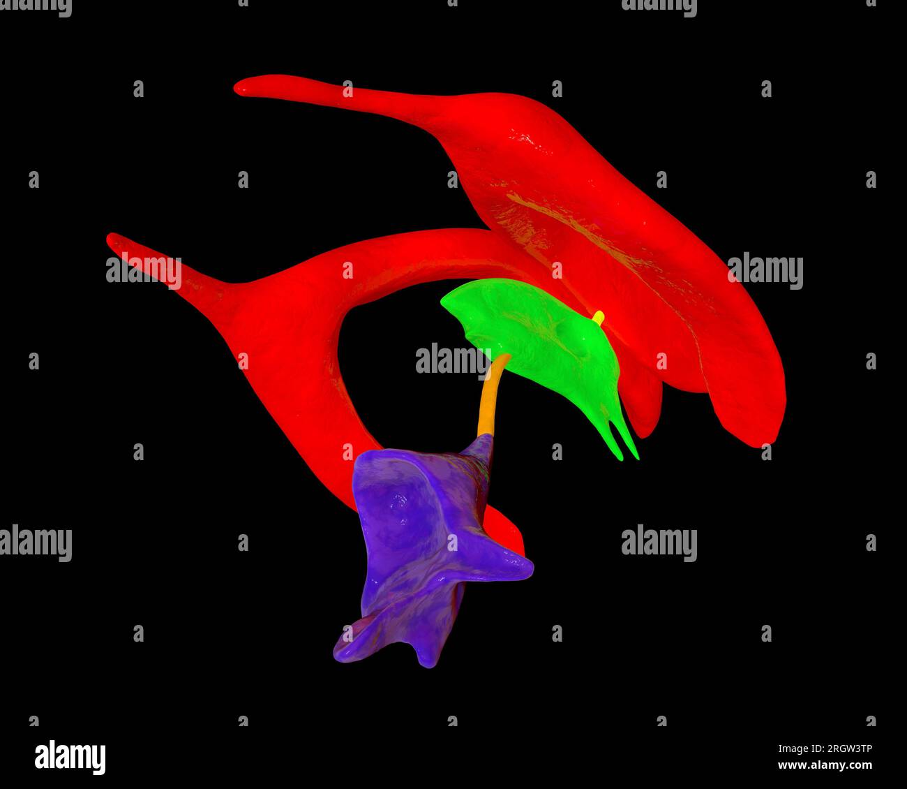 Ventricular system of the brain, illustration Stock Photo - Alamy