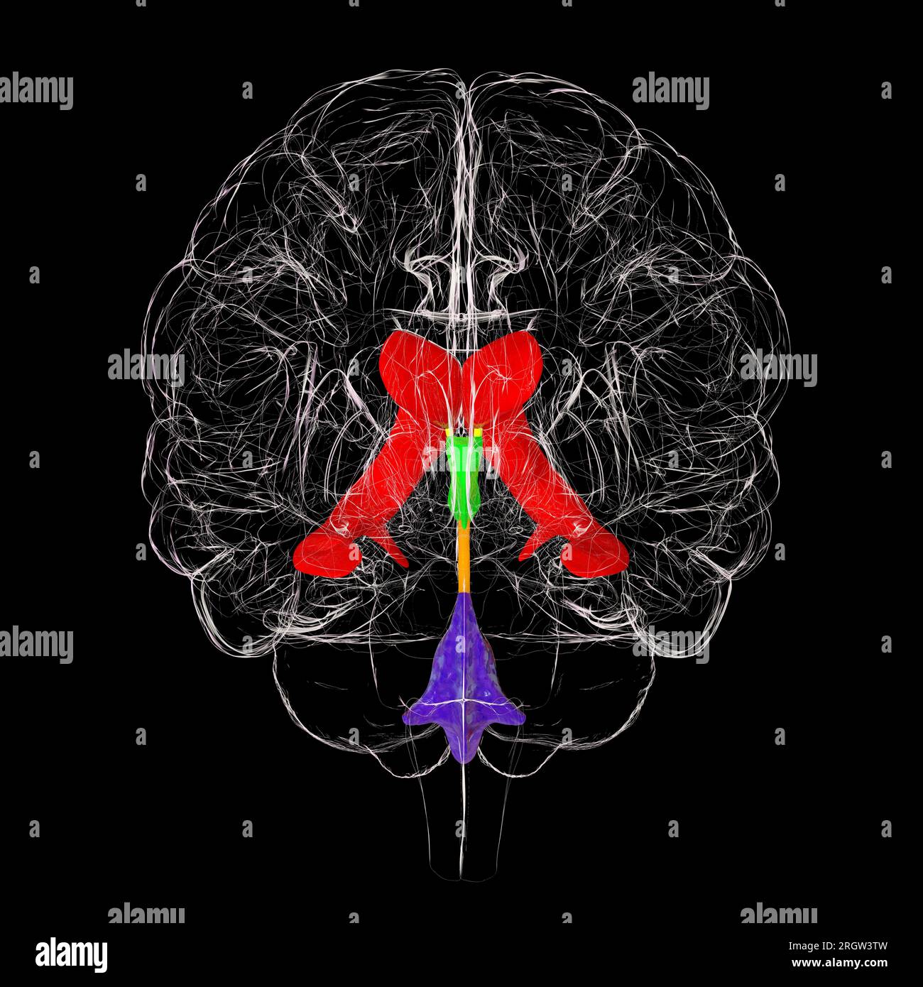 Human brain cerebellum anatomy hi-res stock photography and images - Alamy