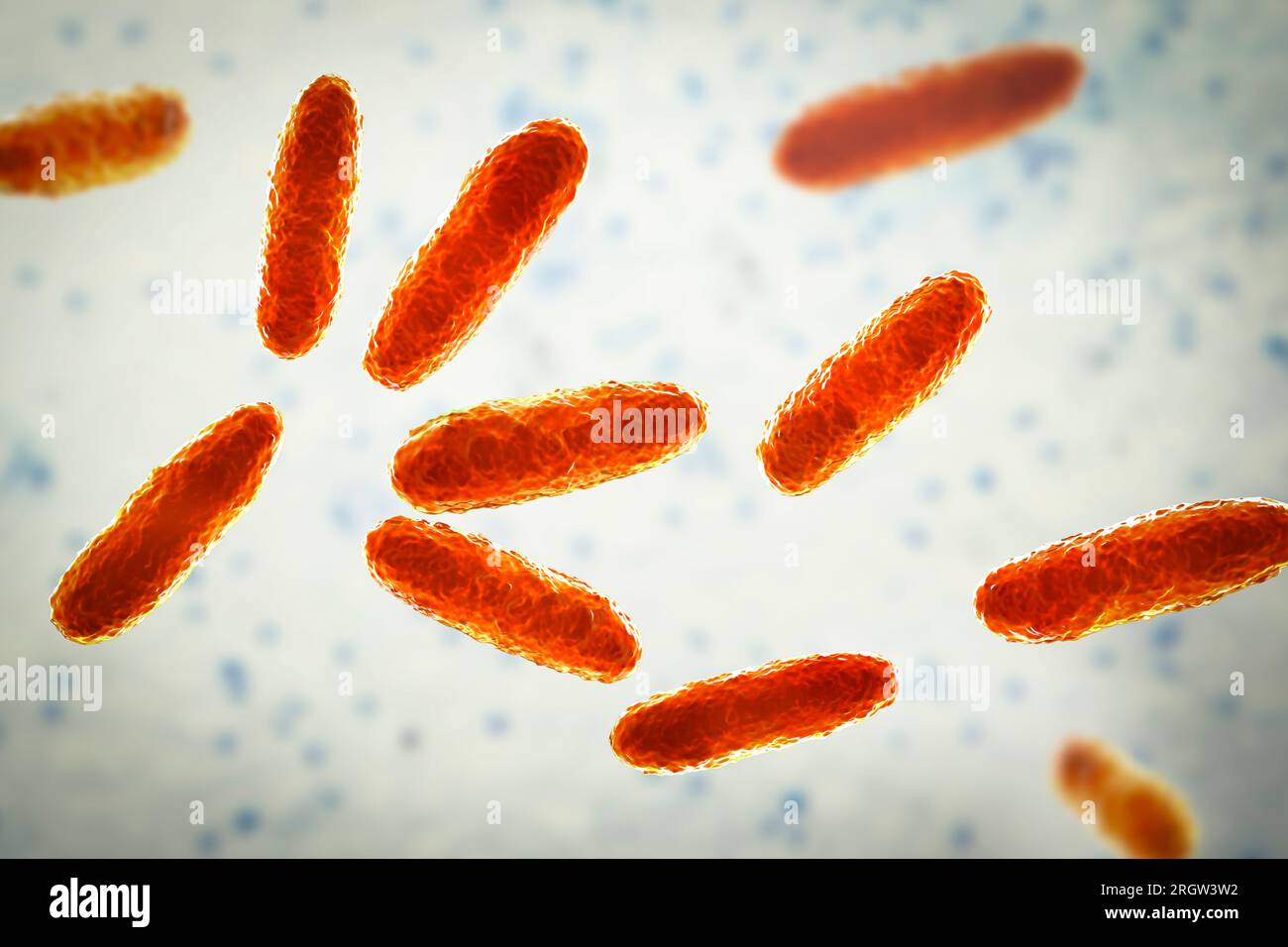 Klebsiella bacteria, illustration Stock Photo - Alamy
