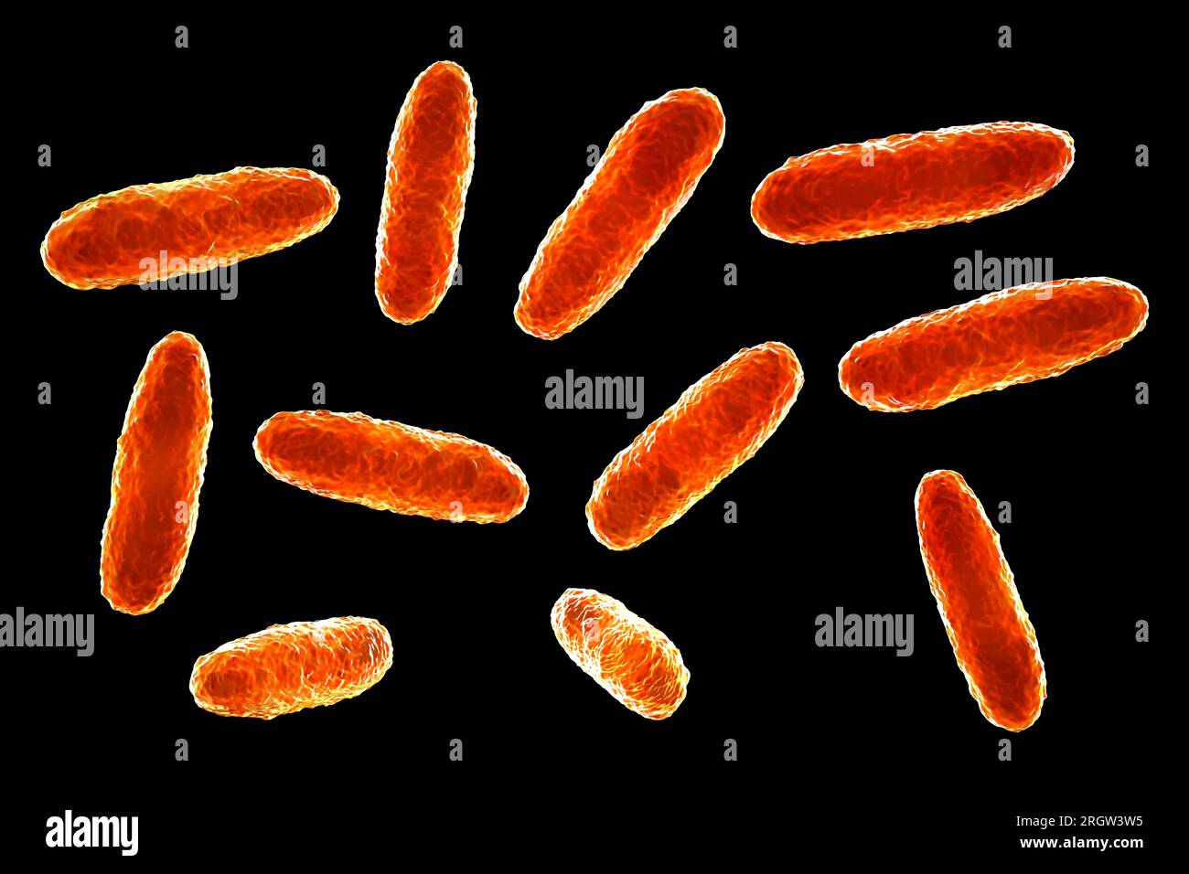 Klebsiella pneumoniae bacteria hi-res stock photography and images - Alamy