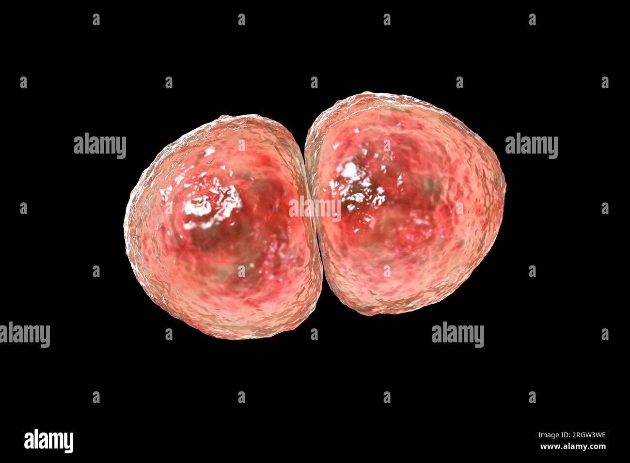 Streptococcus pneumoniae bacteria, illustration Stock Photo - Alamy