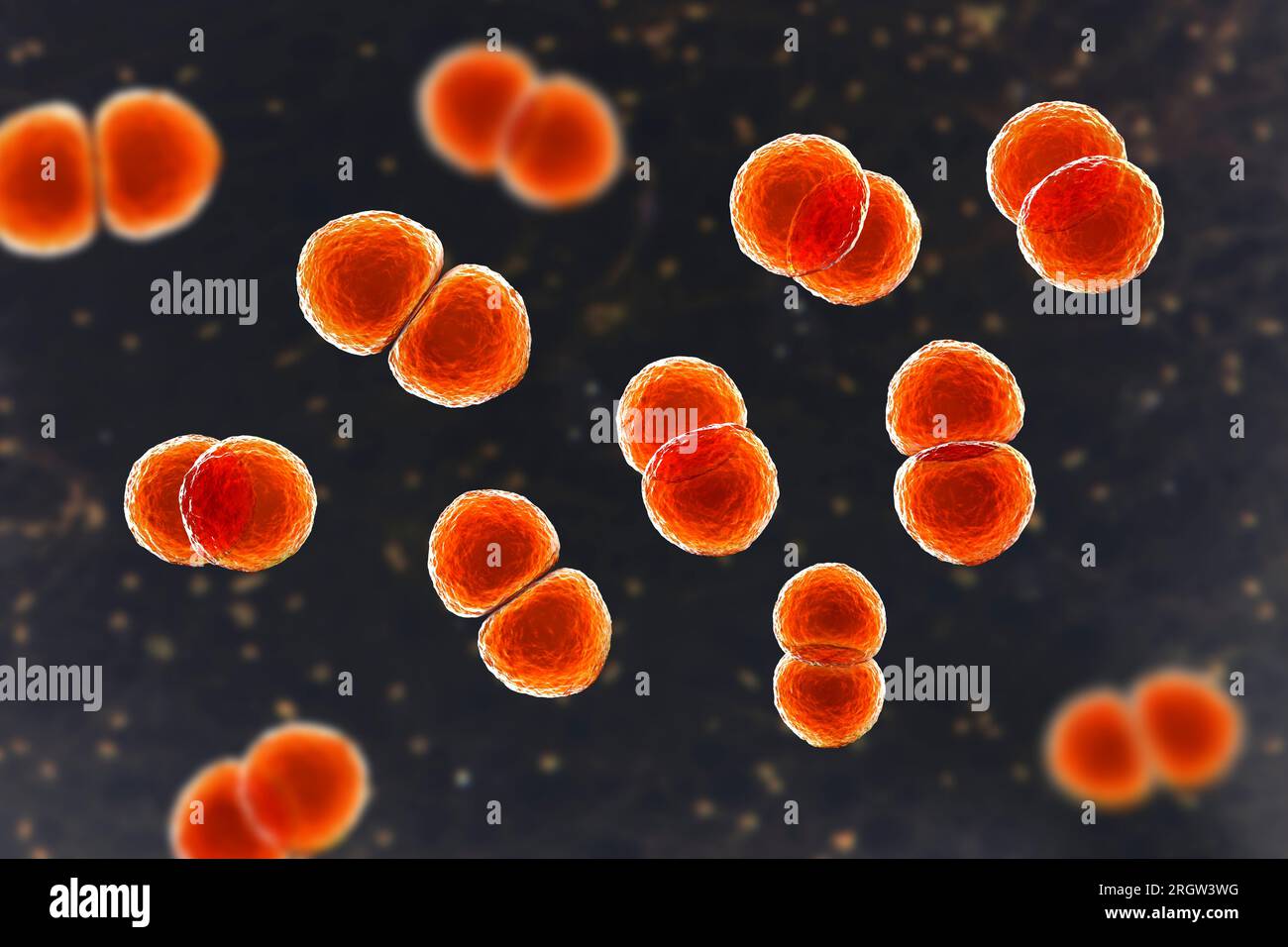 Streptococcus pneumoniae bacteria, illustration Stock Photo - Alamy