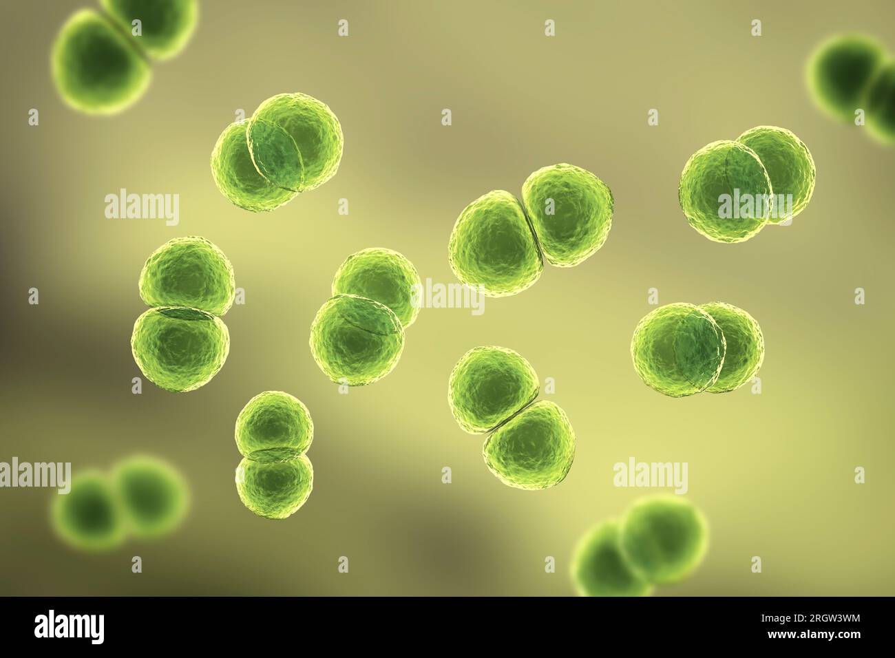 Streptococcus pneumoniae bacteria, illustration Stock Photo - Alamy