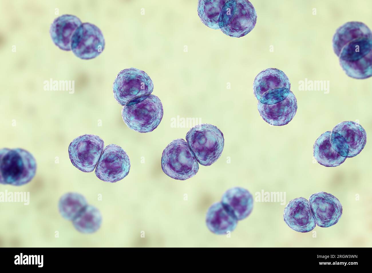 Streptococcus pneumoniae bacteria, illustration Stock Photo - Alamy