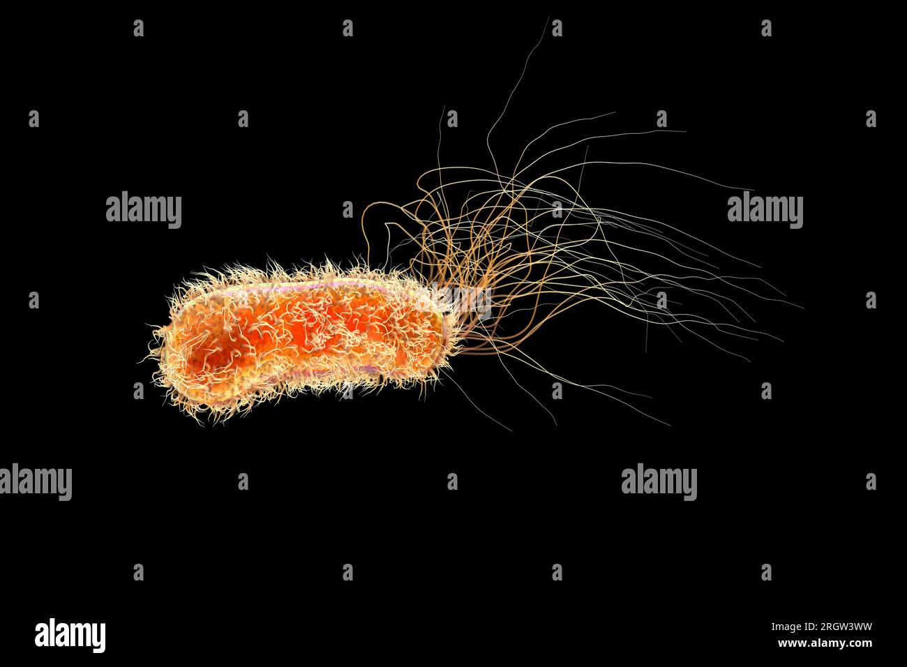 Pseudomonas aeruginosa bacterium, illustration Stock Photo - Alamy