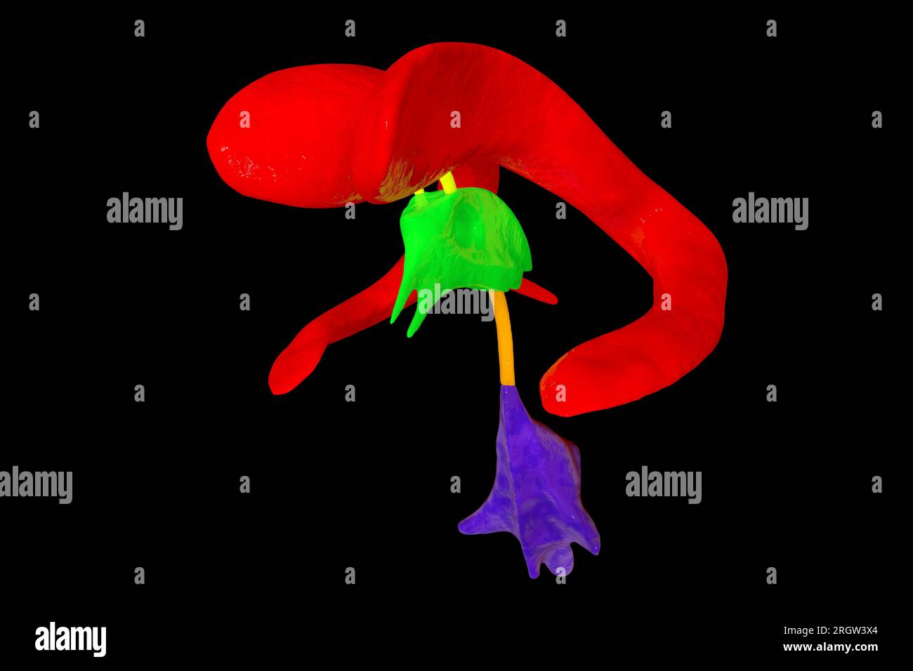 Ventricular system of the brain, illustration Stock Photo - Alamy
