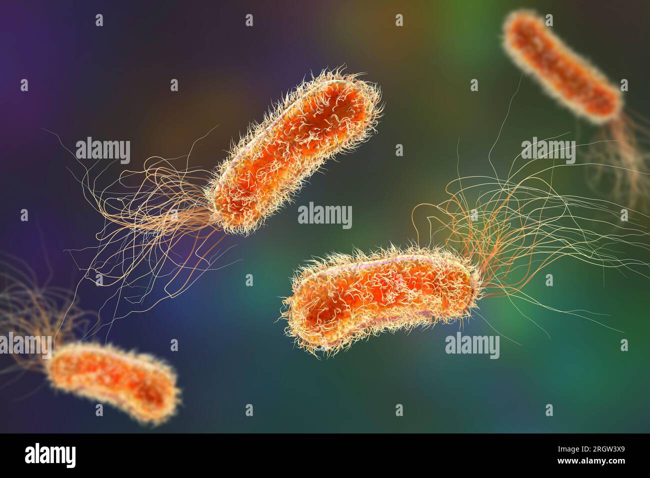 Pseudomonas aeruginosa bacteria, illustration Stock Photo - Alamy