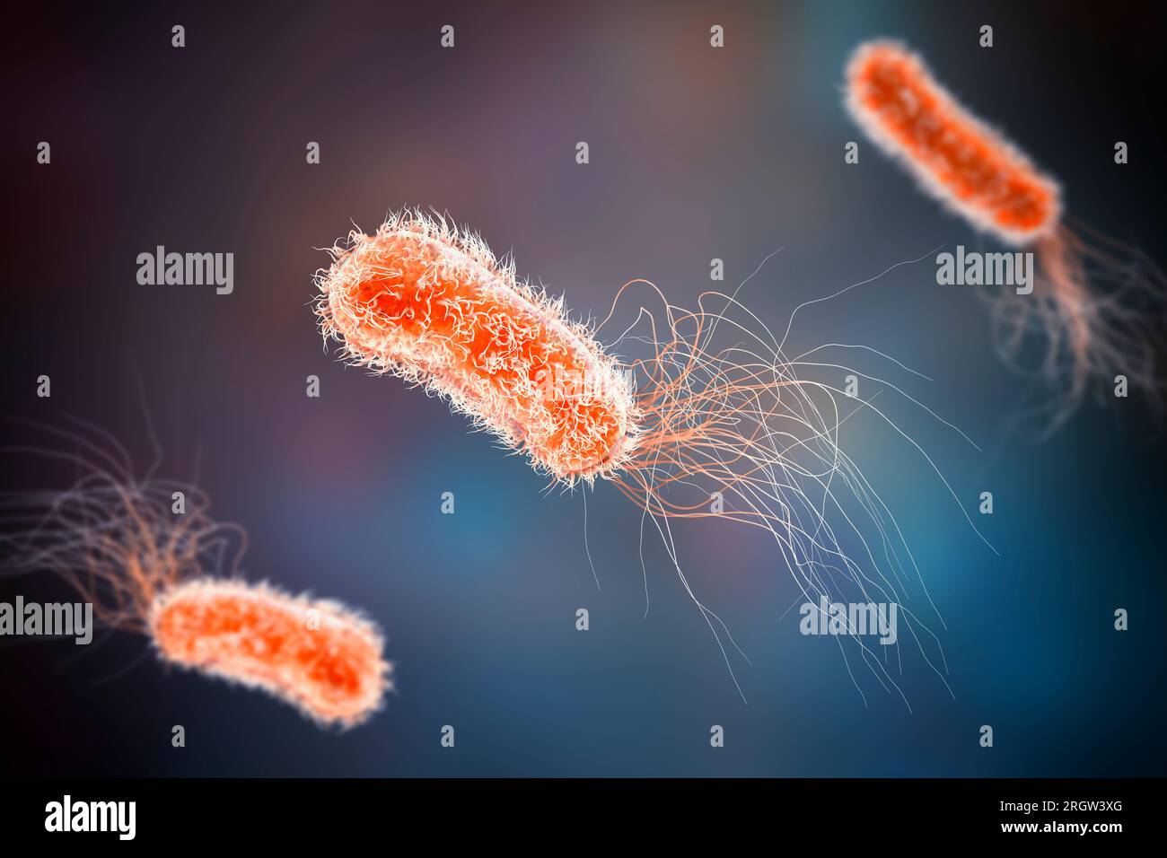 Pseudomonas aeruginosa bacteria, illustration Stock Photo - Alamy