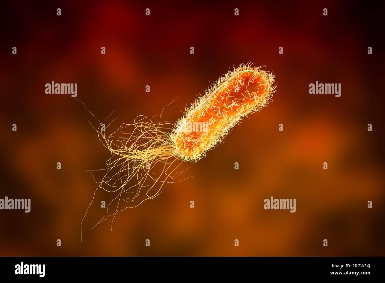Pseudomonas aeruginosa bacterium, illustration Stock Photo - Alamy