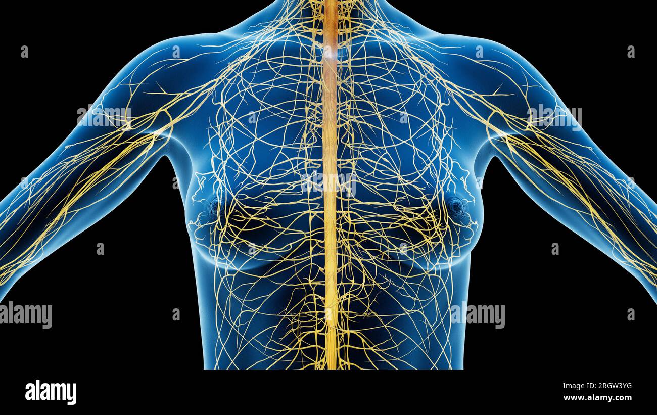 Nervous system, illustration Stock Photo - Alamy