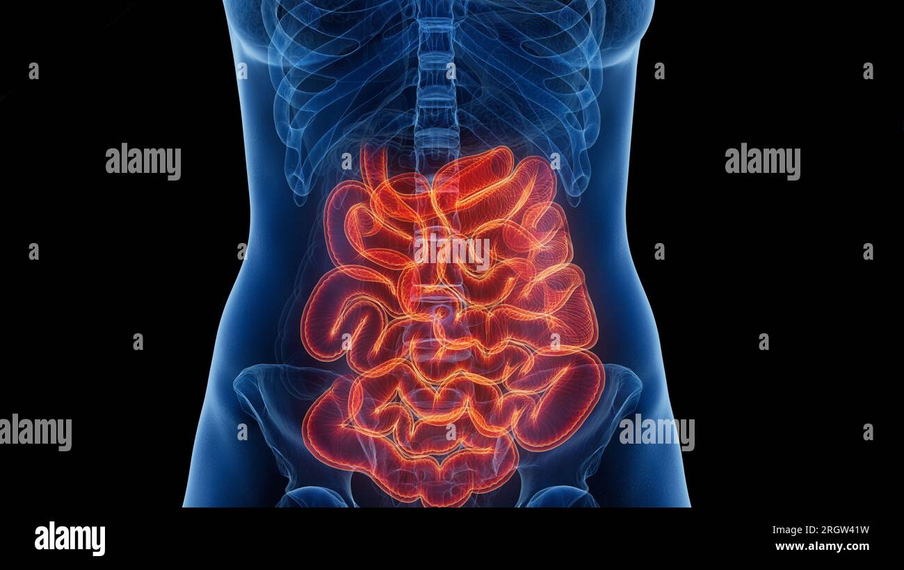 Small intestine, illustration Stock Photo - Alamy