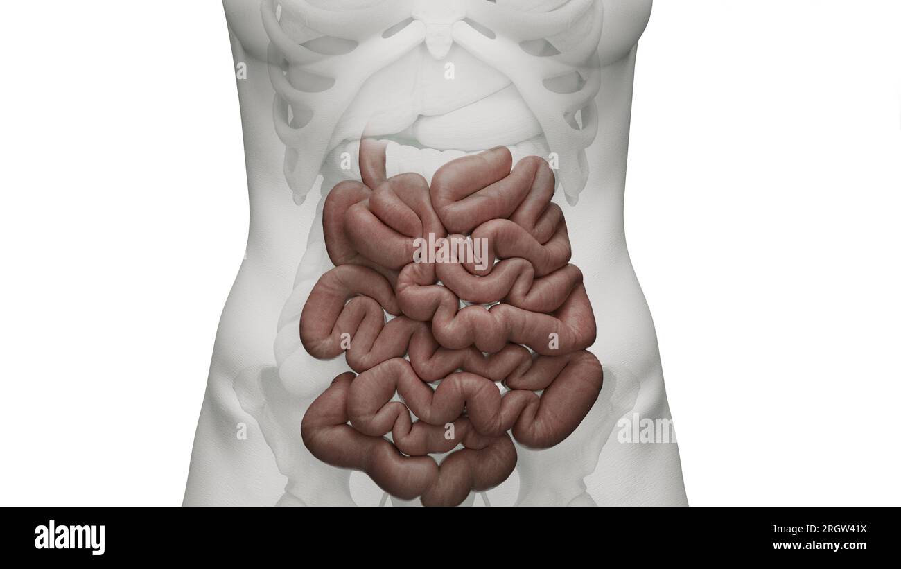 Small intestine, illustration Stock Photo - Alamy