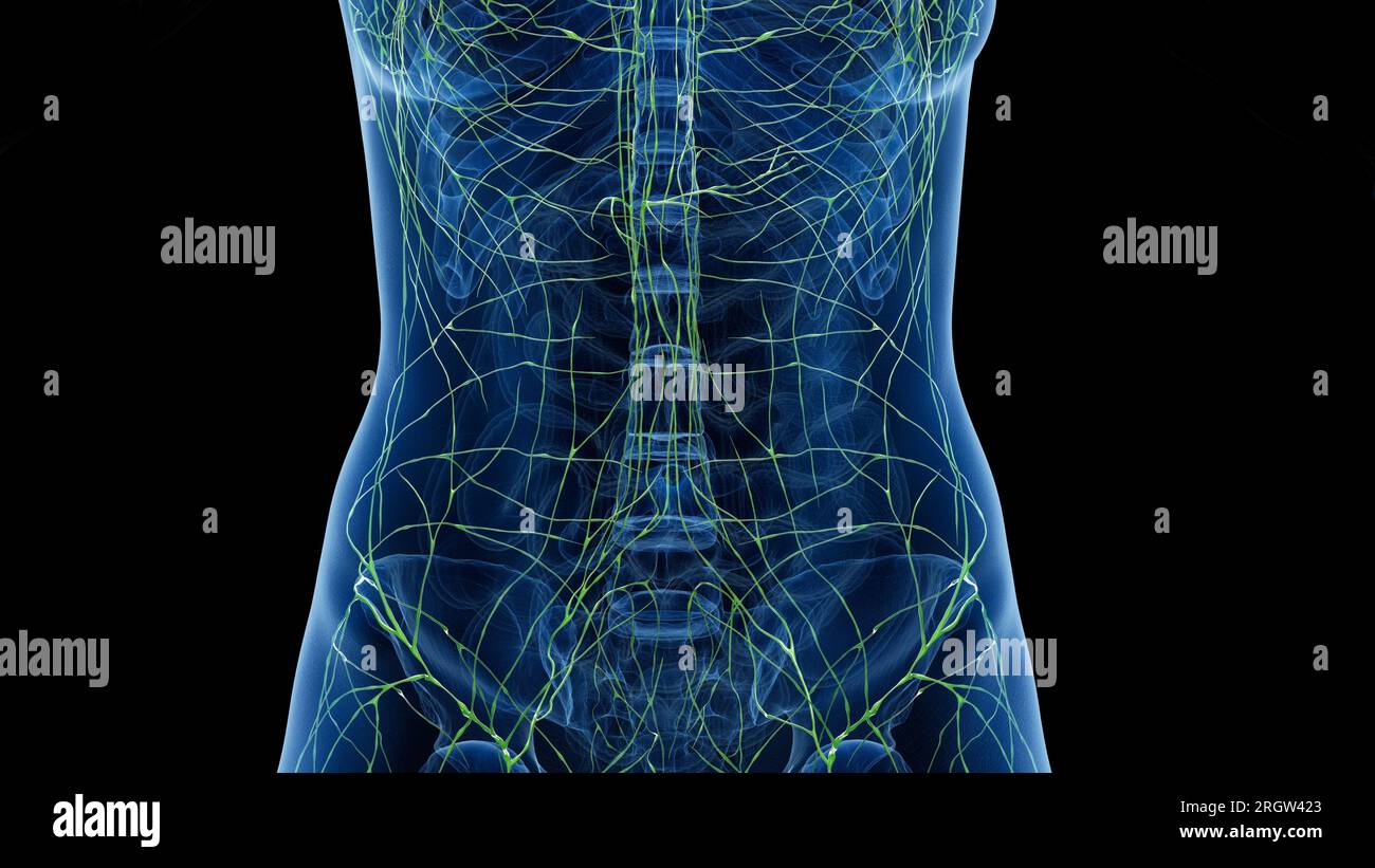 Lymphatic vessels, illustration Stock Photo - Alamy Lymphatic vessels, illustration Stock Photo - Alamy