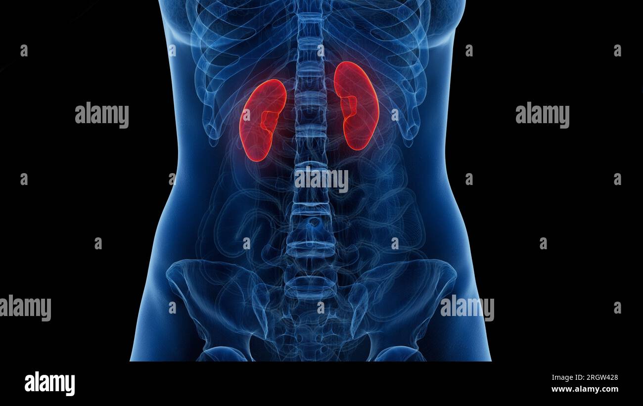 3d female kidney transparent hi-res stock photography and images - Alamy