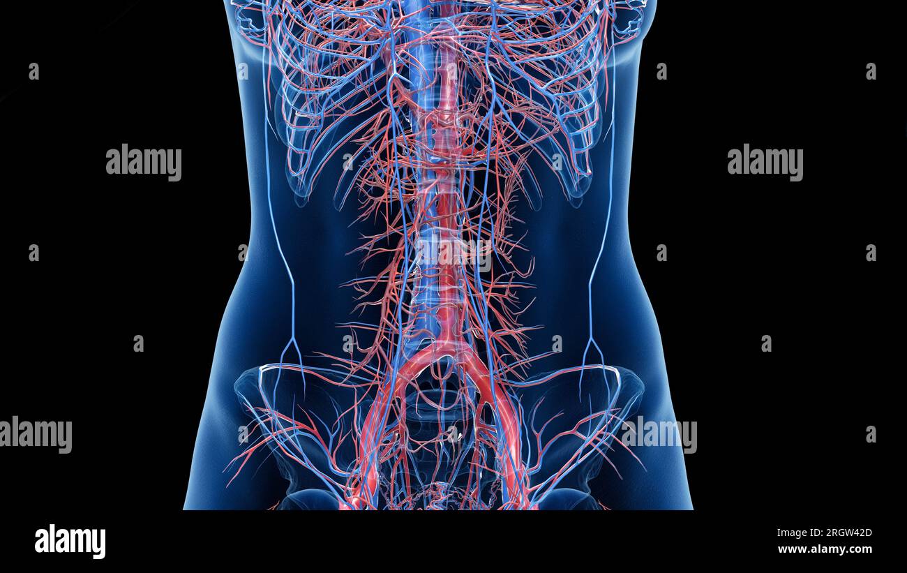 Circulatory system, illustration Stock Photo - Alamy