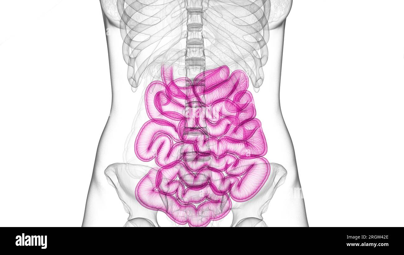 Small intestine, illustration Stock Photo - Alamy