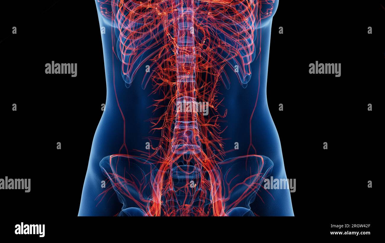 Circulatory system, illustration Stock Photo - Alamy