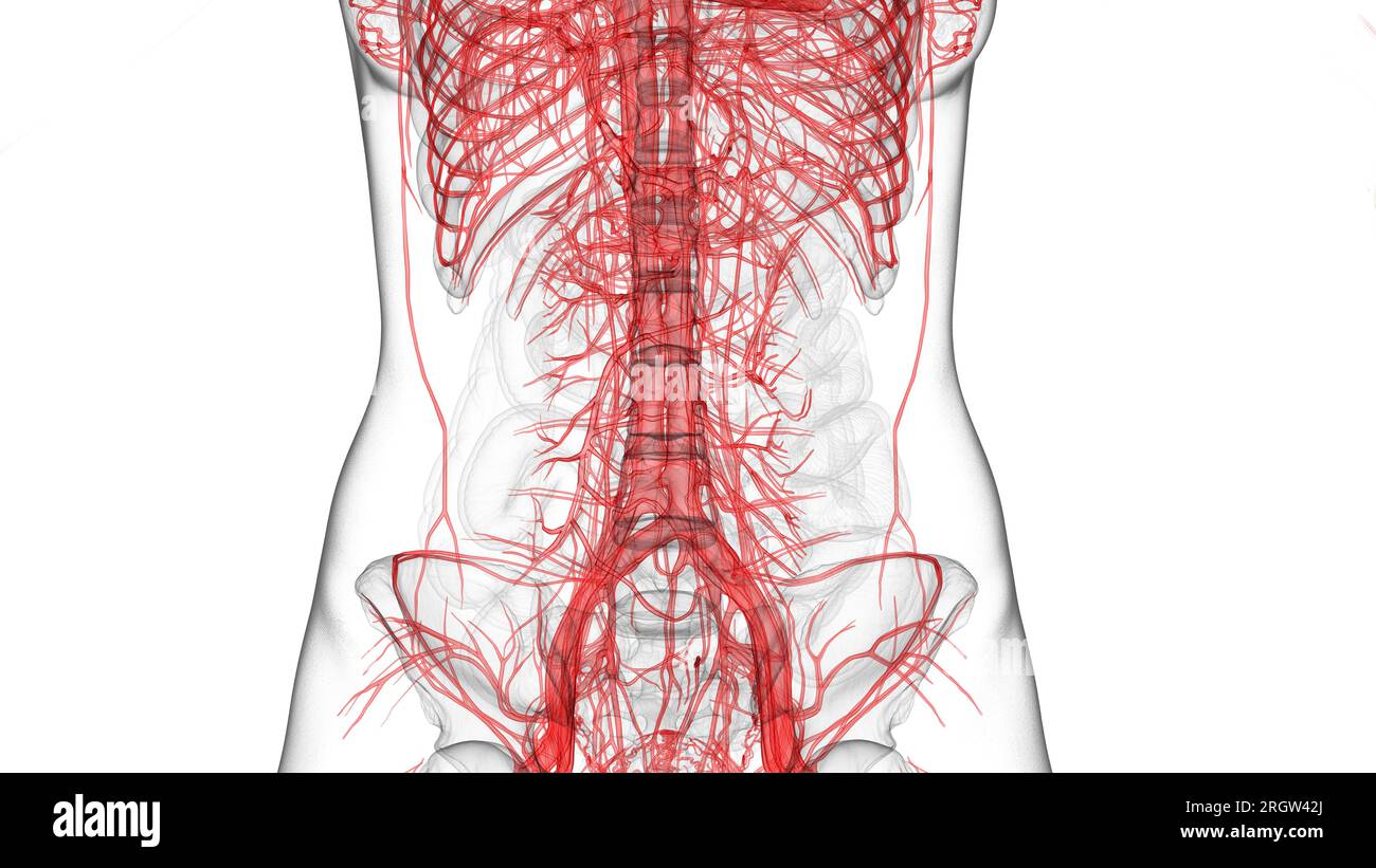 Circulatory system, illustration Stock Photo - Alamy