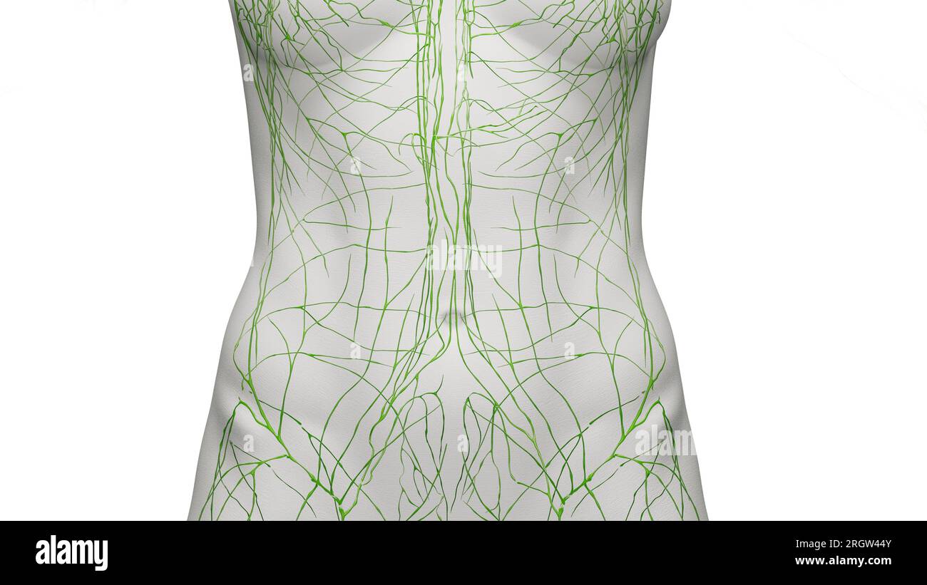 Lymphatic vessels, illustration Stock Photo - Alamy Lymphatic vessels, illustration Stock Photo - Alamy