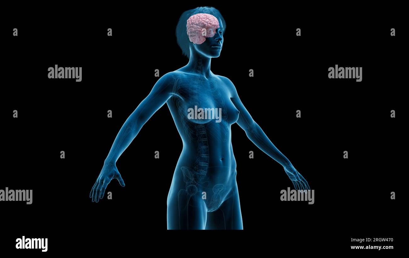 Female frontal lobe brain anatomy hi-res stock photography and images ...