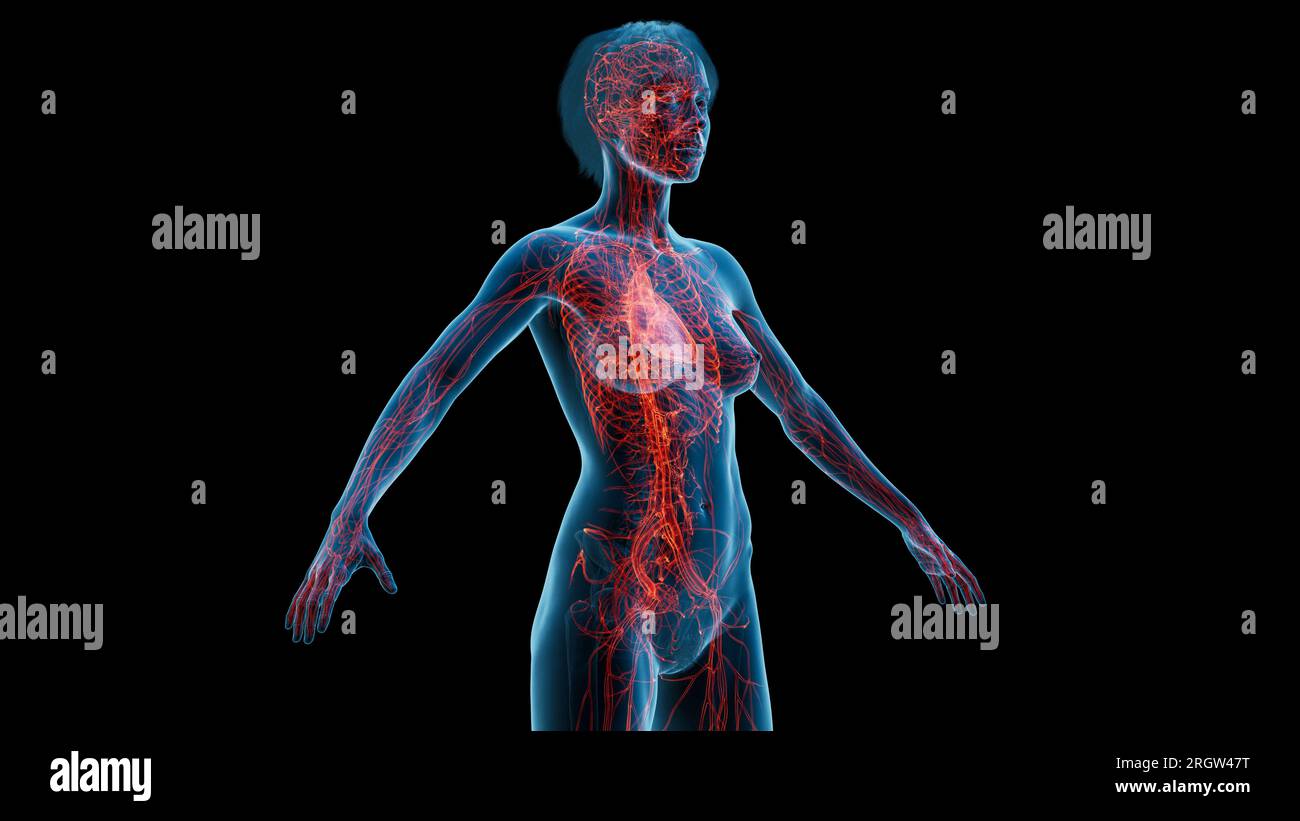 Circulatory system, illustration Stock Photo - Alamy