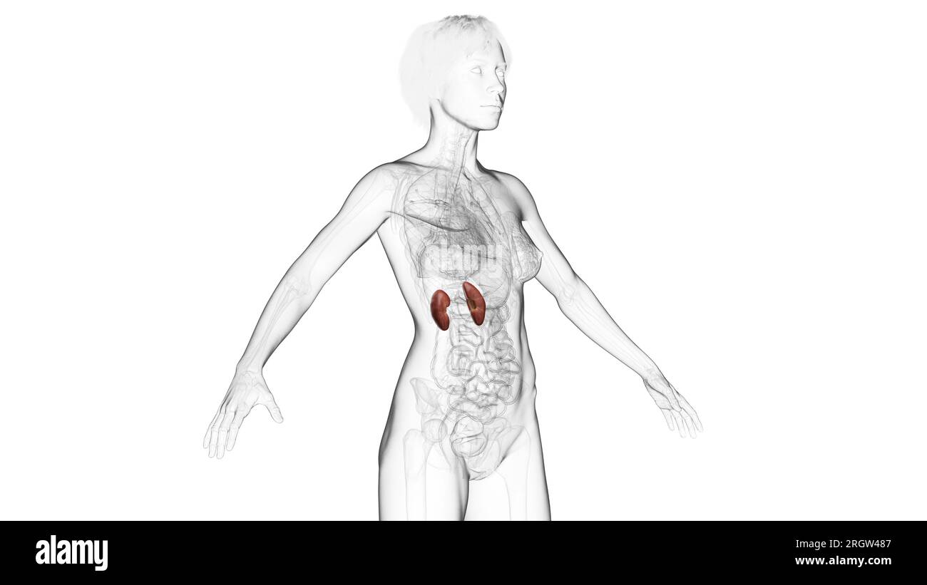 3d female kidney transparent hi-res stock photography and images - Alamy