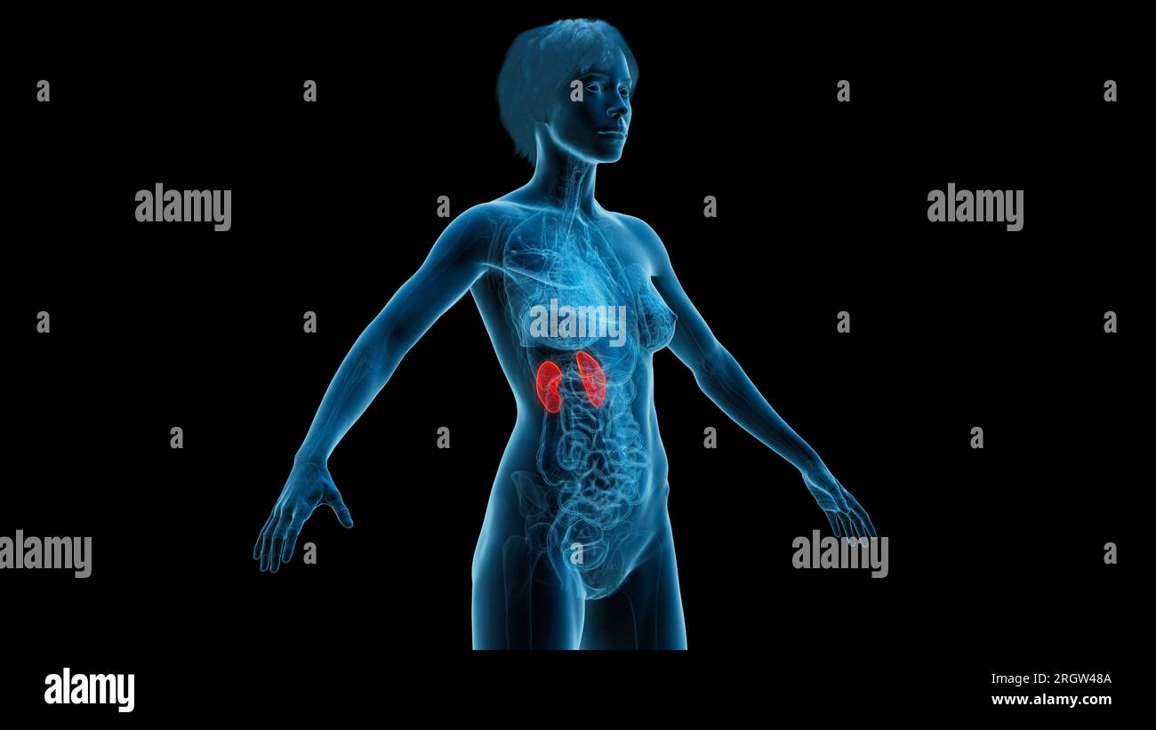 3d female kidney transparent hi-res stock photography and images - Alamy