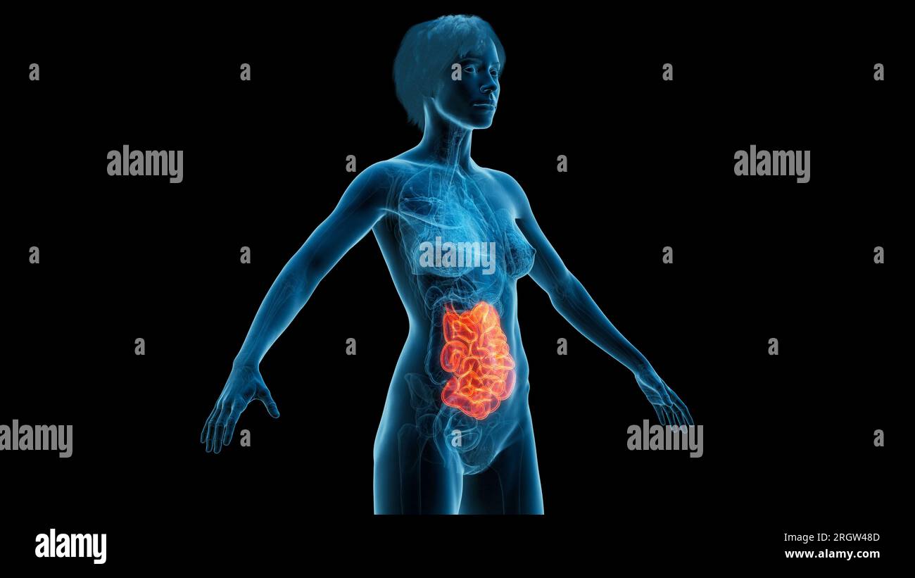 Small intestine, illustration Stock Photo - Alamy