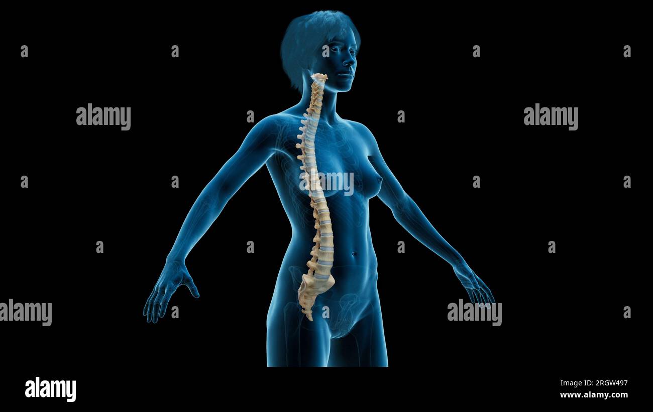 Spinal column organs hi-res stock photography and images - Alamy