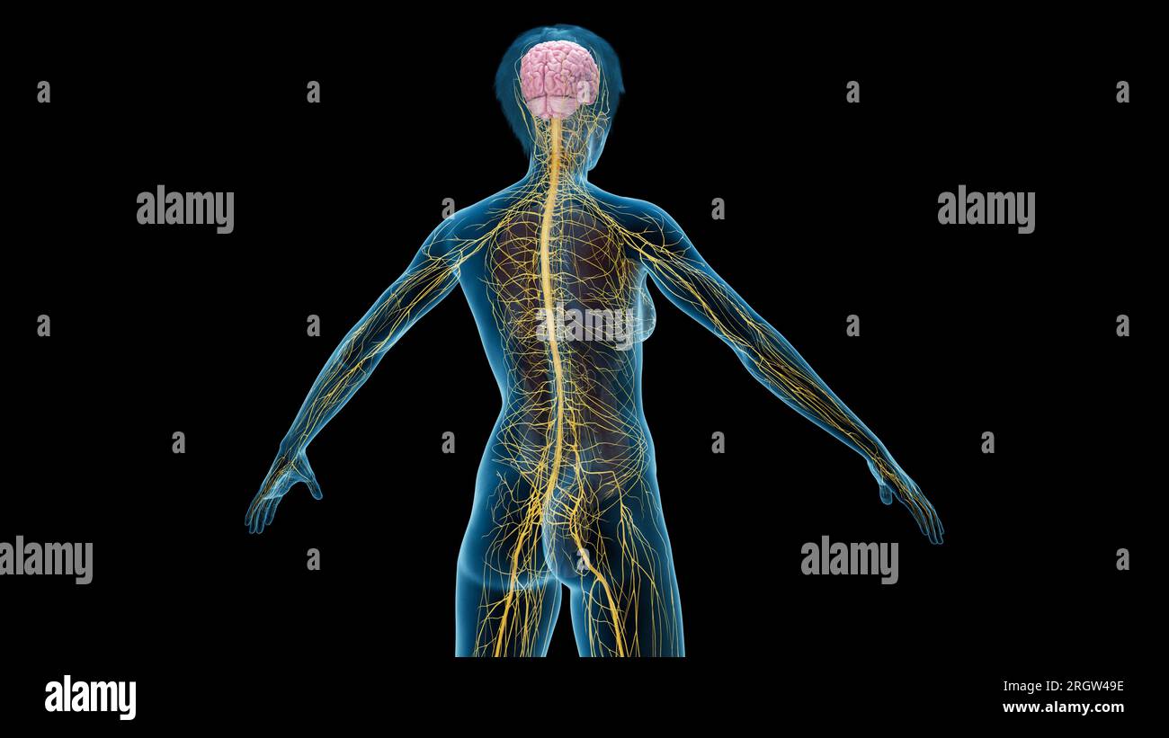Nervous system, illustration Stock Photo - Alamy