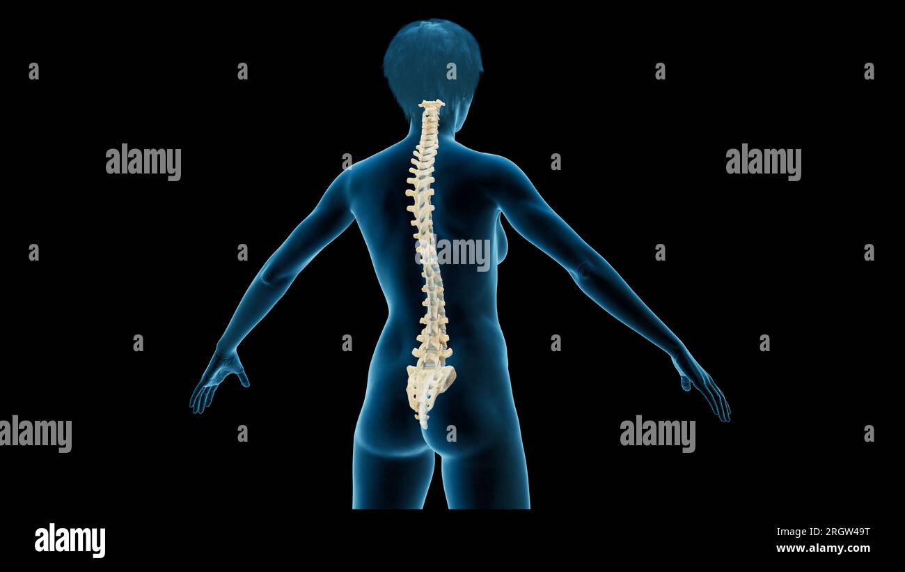 Posterior spine female hi-res stock photography and images - Alamy